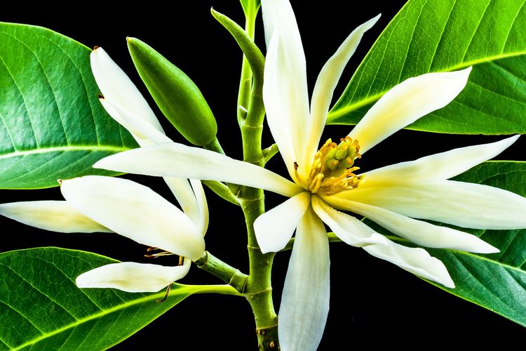 Mengenal Bungong Jeumpa, Ikon Bunga pada Uang Kertas Baru Rp 2.000